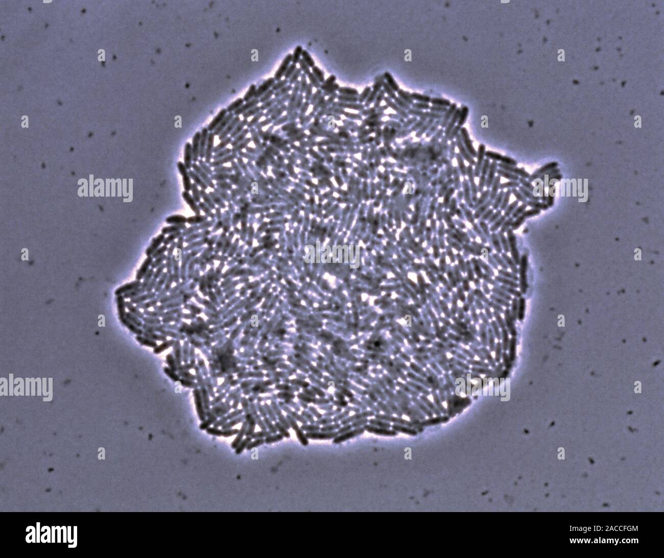 E. coli bacteria (image 12 of 14). Light micro- graph of about 2000 ...