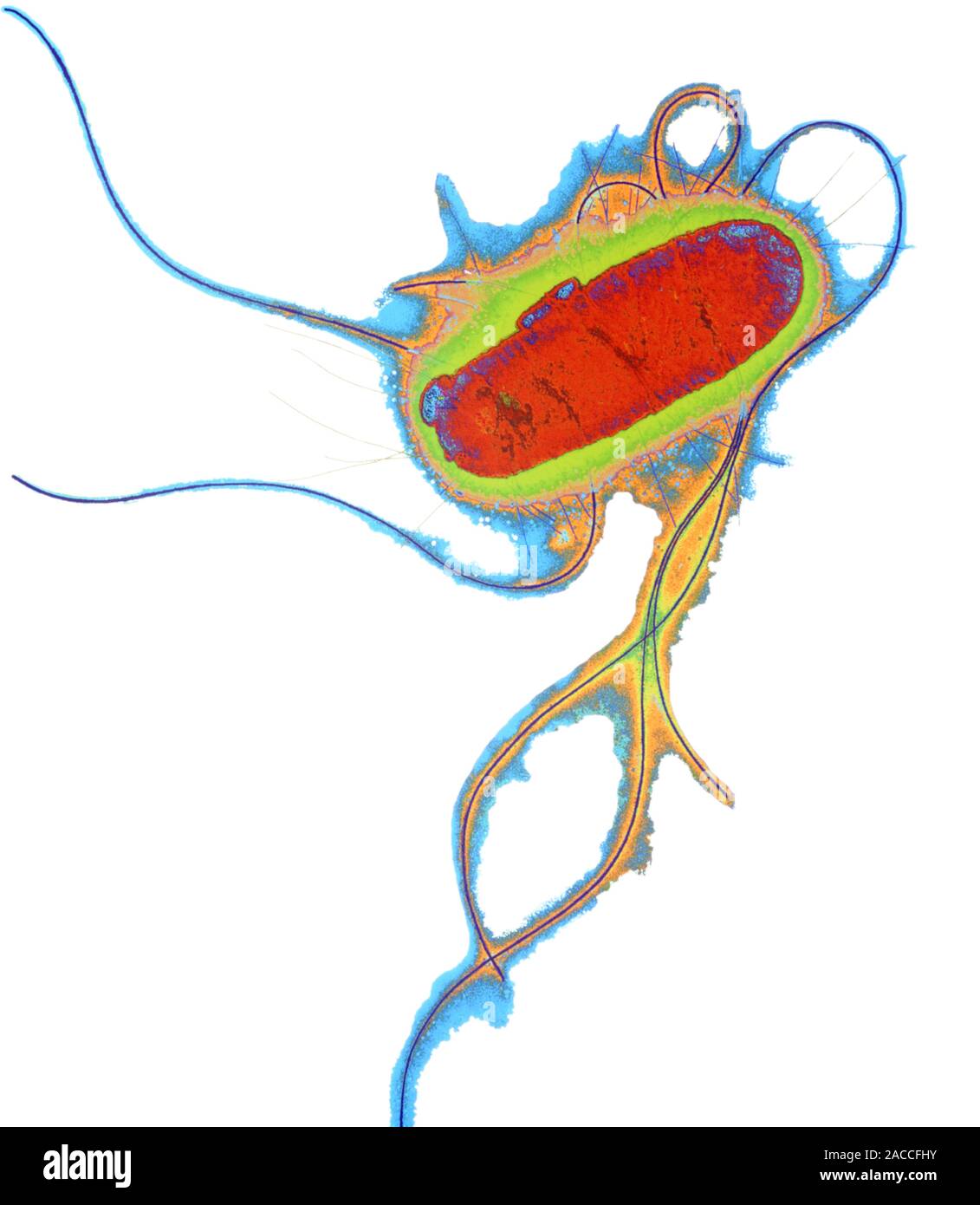 E. coli. Coloured transmission electron micrograph (TEM) of an ... E. coli. Coloured transmission electron micrograph (TEM) of an ...