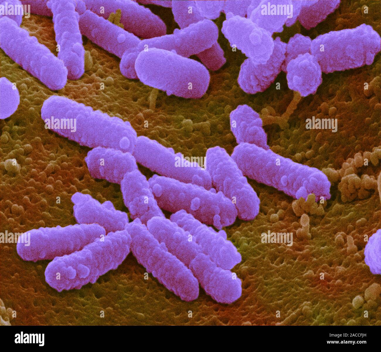E. coli bacteria. Coloured scanning electron micrograph (SEM) of ...