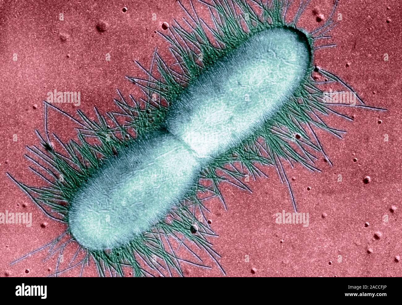 E. coli bacterium. Coloured transmission electron micrograph (TEM) of ... E. coli bacterium. Coloured transmission electron micrograph (TEM) of ...