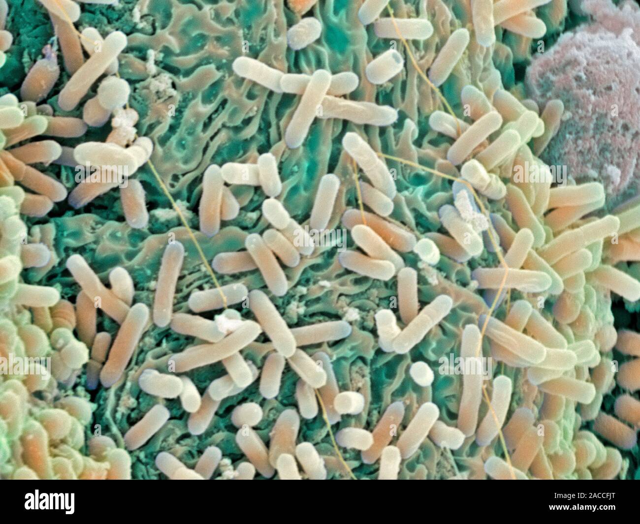 E. coli bacteria. Coloured scanning electron micrograph (SEM) of ...
