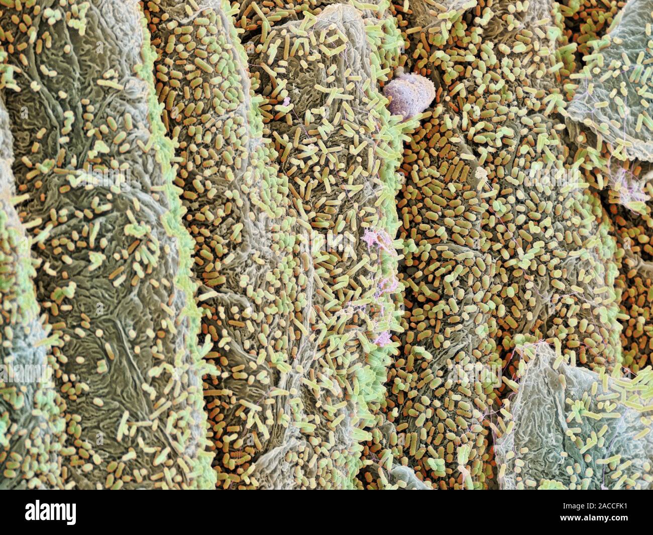 E. coli bacteria. Coloured scanning electron micrograph (SEM) of ...