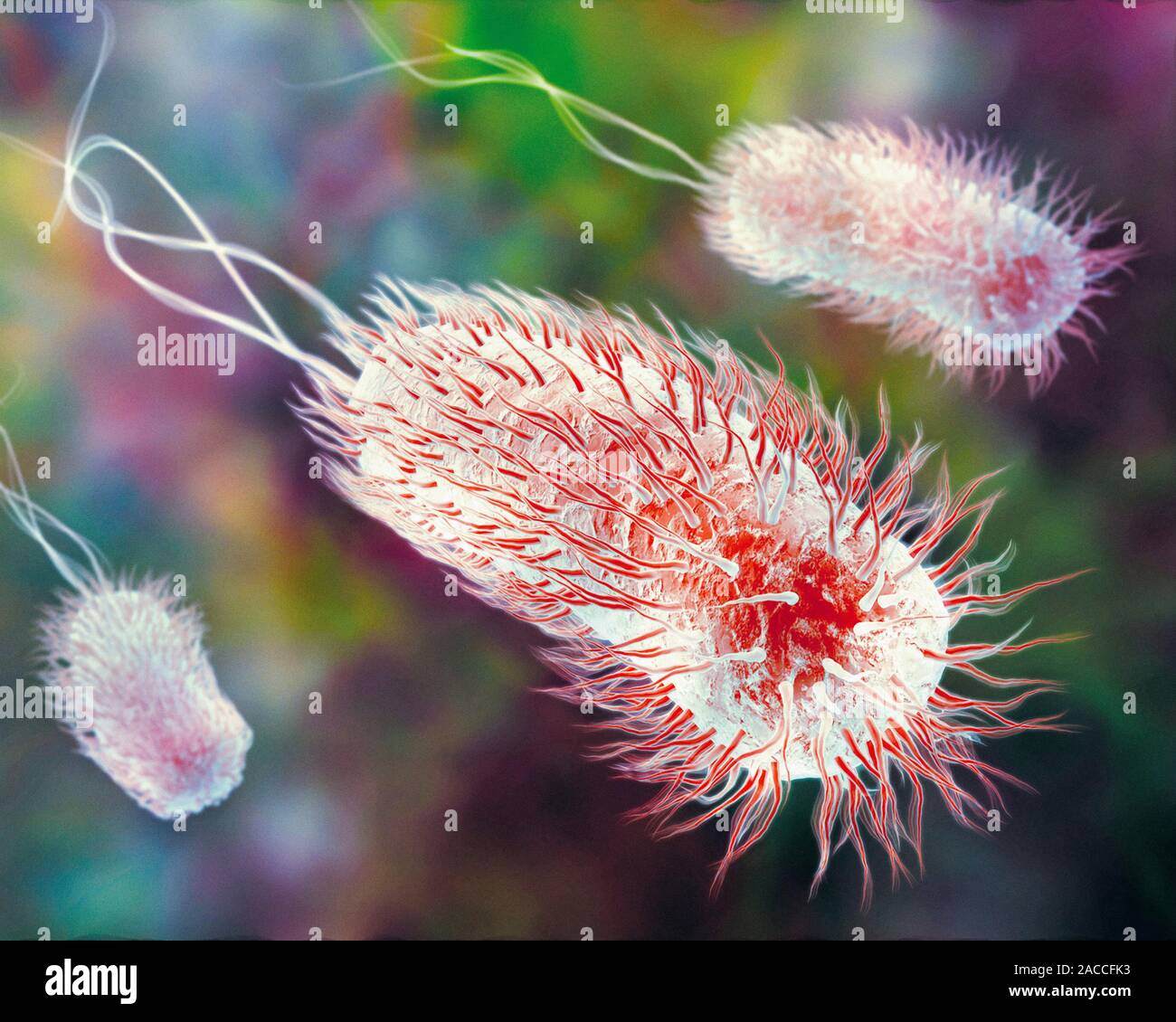 E. coli bacteria. Computer artwork of three Escherichia coli bacteria ...