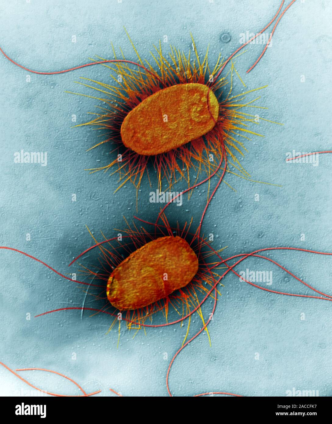 E. coli. Coloured transmission electron micrograph (TEM) of two ...