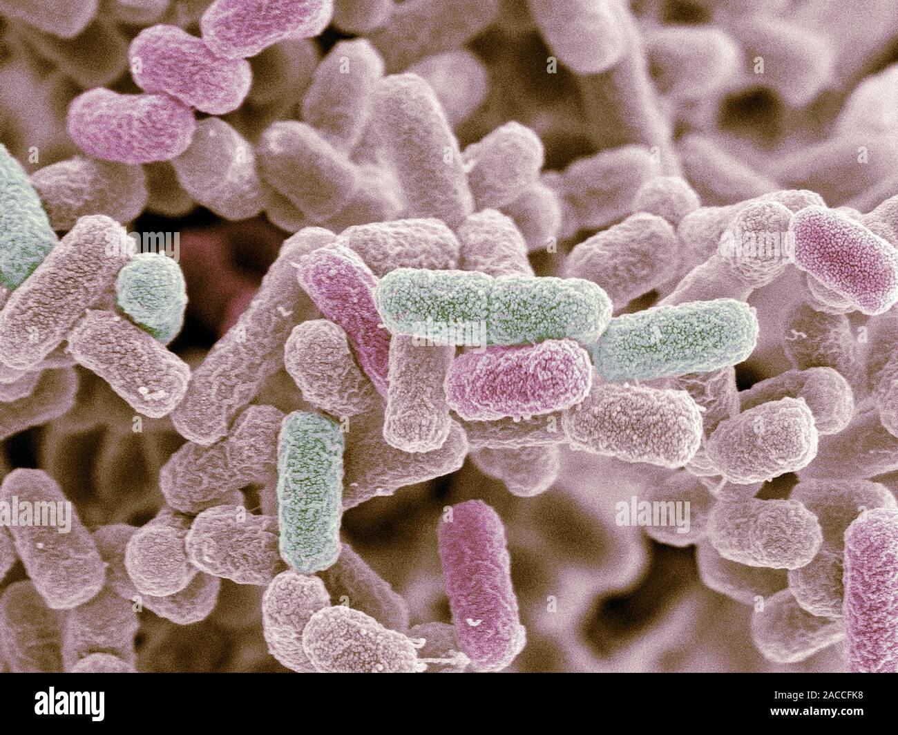 E. coli bacteria. Coloured scanning electron micrograph (SEM) of ...