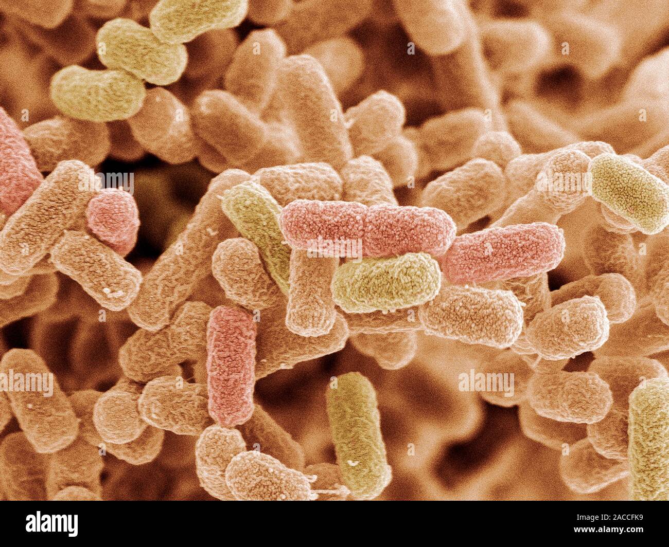 E. coli bacteria. Coloured scanning electron micrograph (SEM) of ...