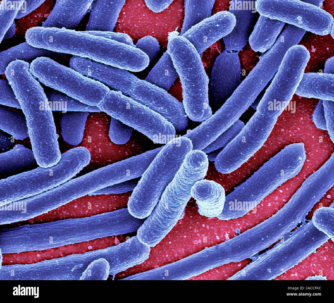 Escherichia coli bacteria, coloured scanning electron micrograph. E ...