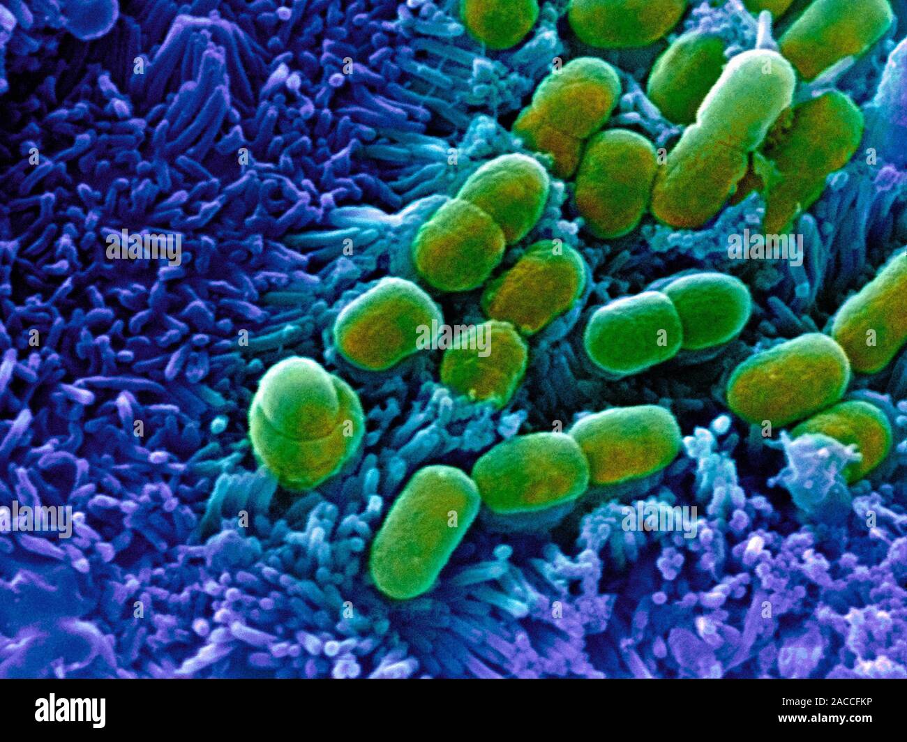 E. coli bacteria. Coloured scanning electron micrograph (SEM) of ...