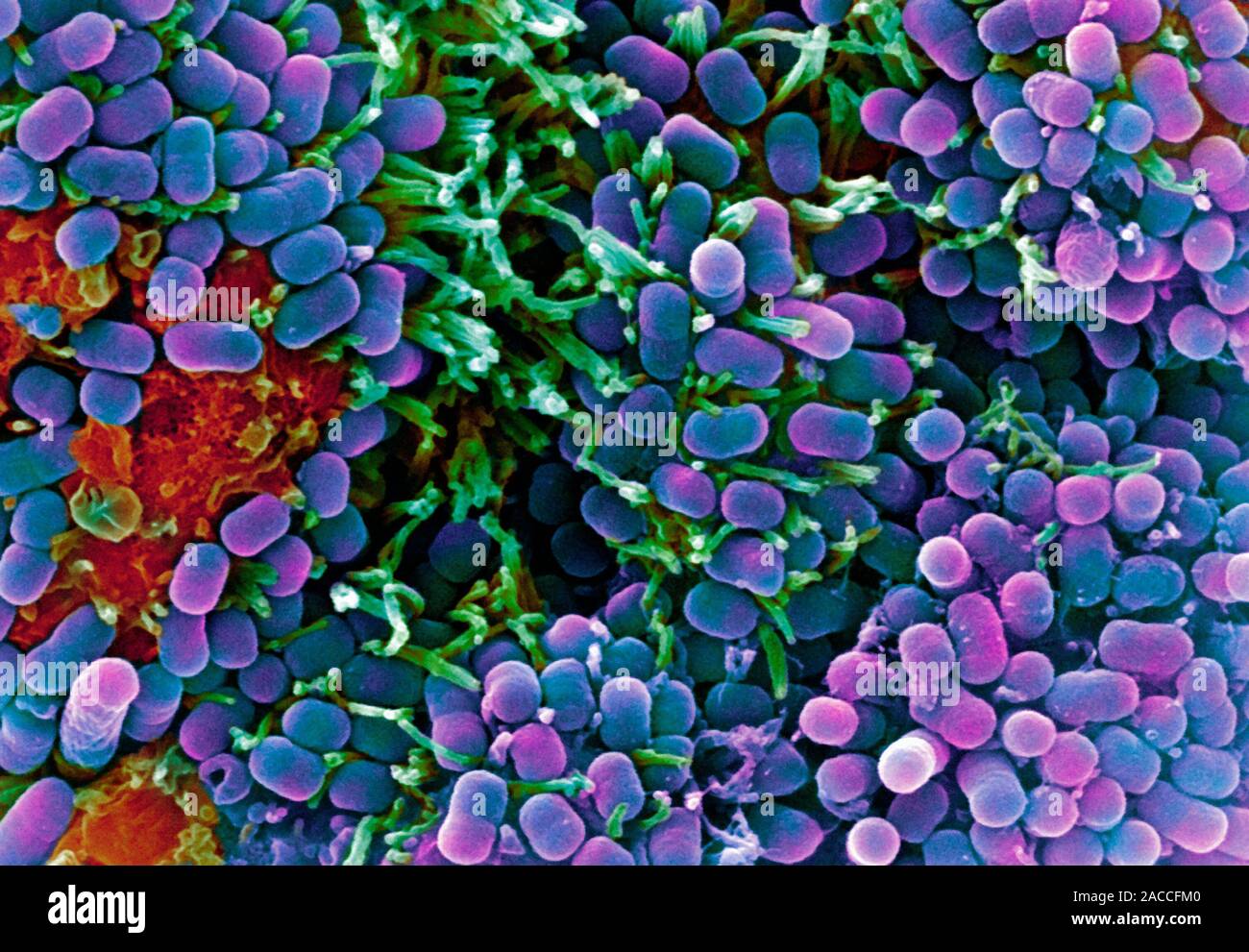 E. coli bacteria. Coloured scanning electron micrograph (SEM) of ...