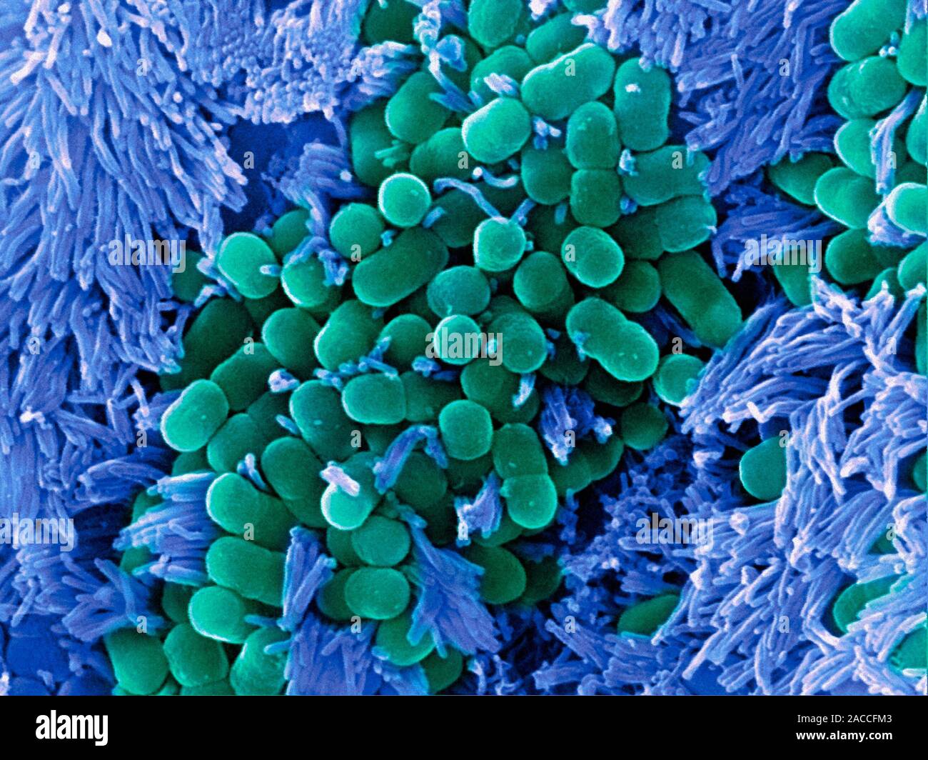 E. coli bacteria. Coloured scanning electron micrograph (SEM) of ...