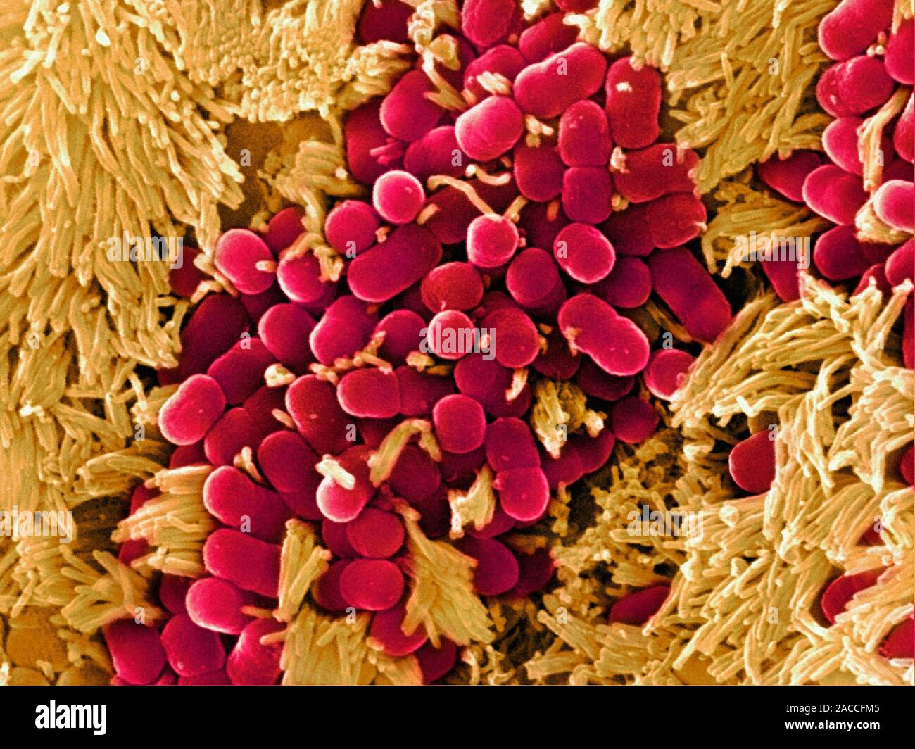 E. coli bacteria. Coloured scanning electron micrograph (SEM) of ...