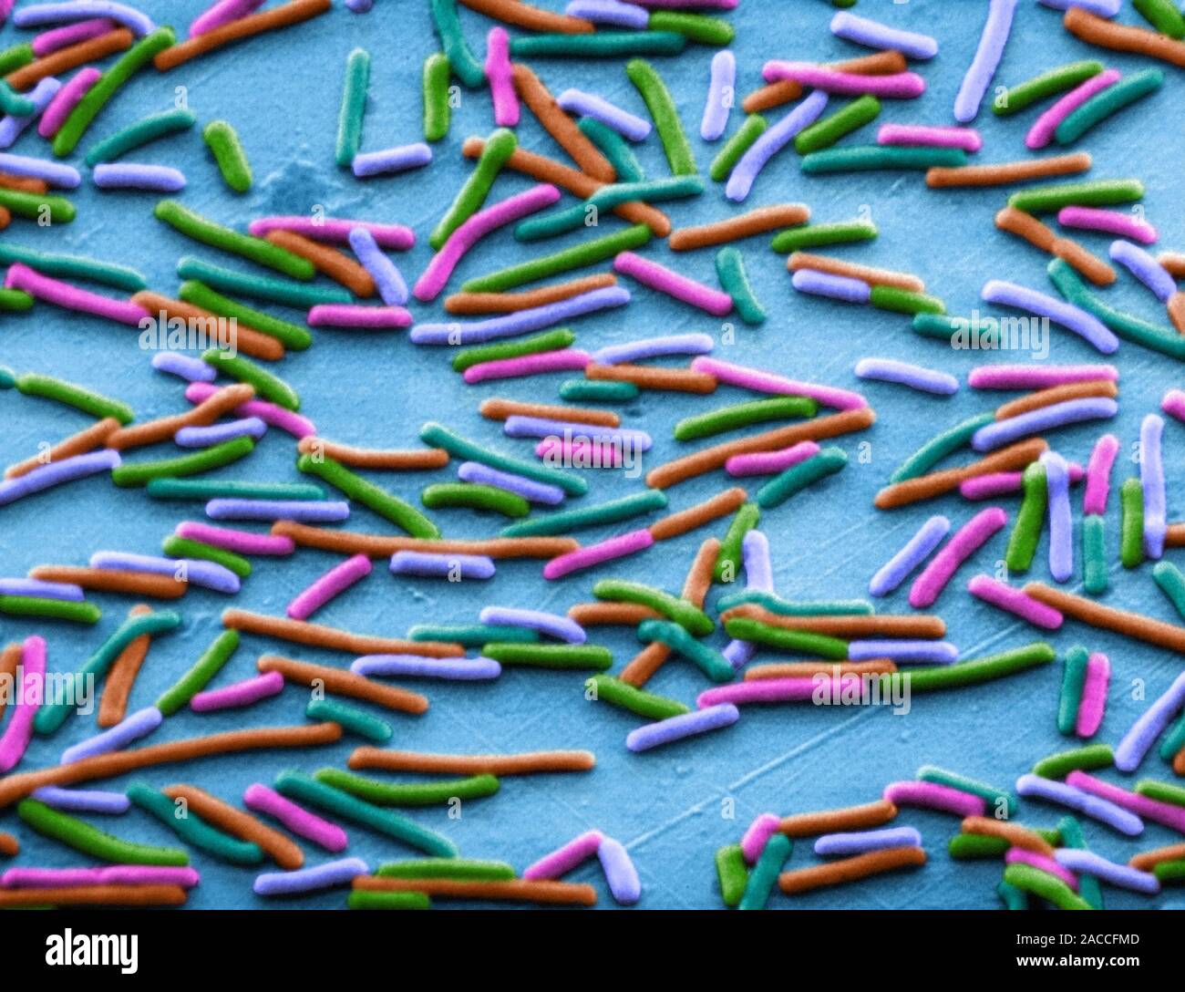 Escherichia coli bacteria, coloured scanning electron micrograph (SEM ...