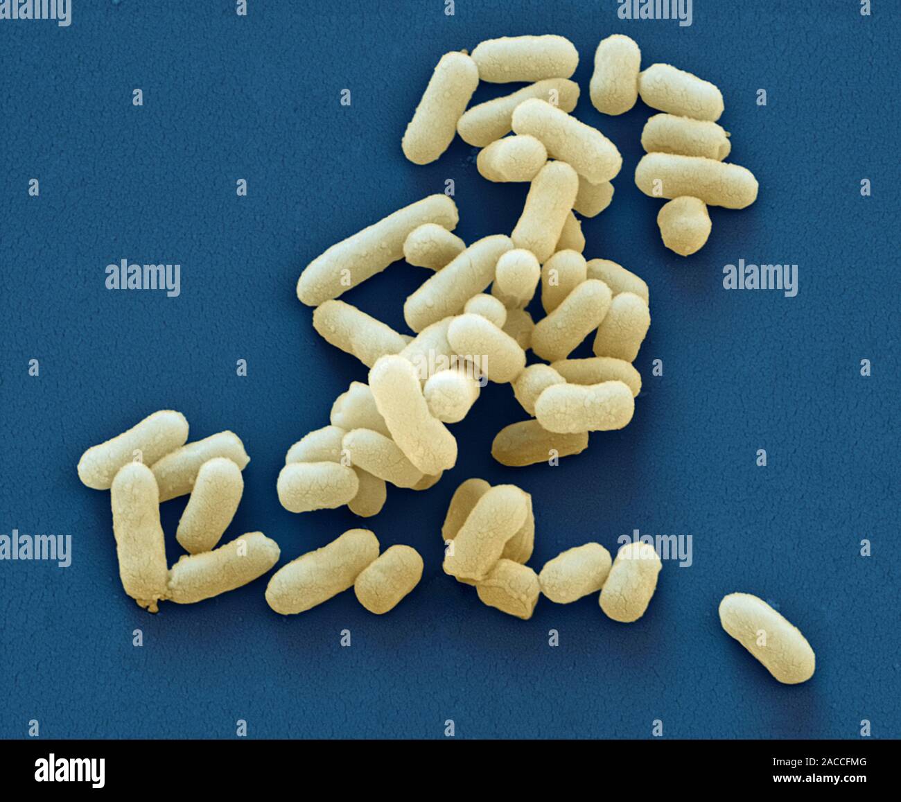 Escherichia Coli Bacteria Coloured Scanning Electron Micrograph Sem