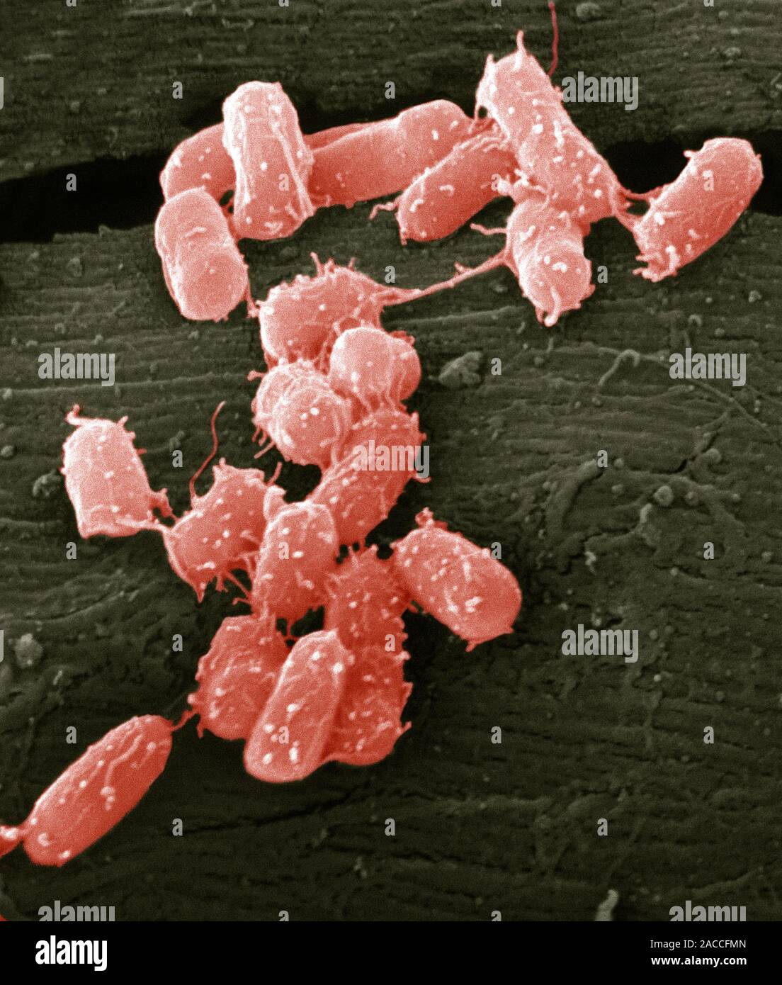 E. coli bacteria. Coloured scanning electron micrograph (SEM) of ...