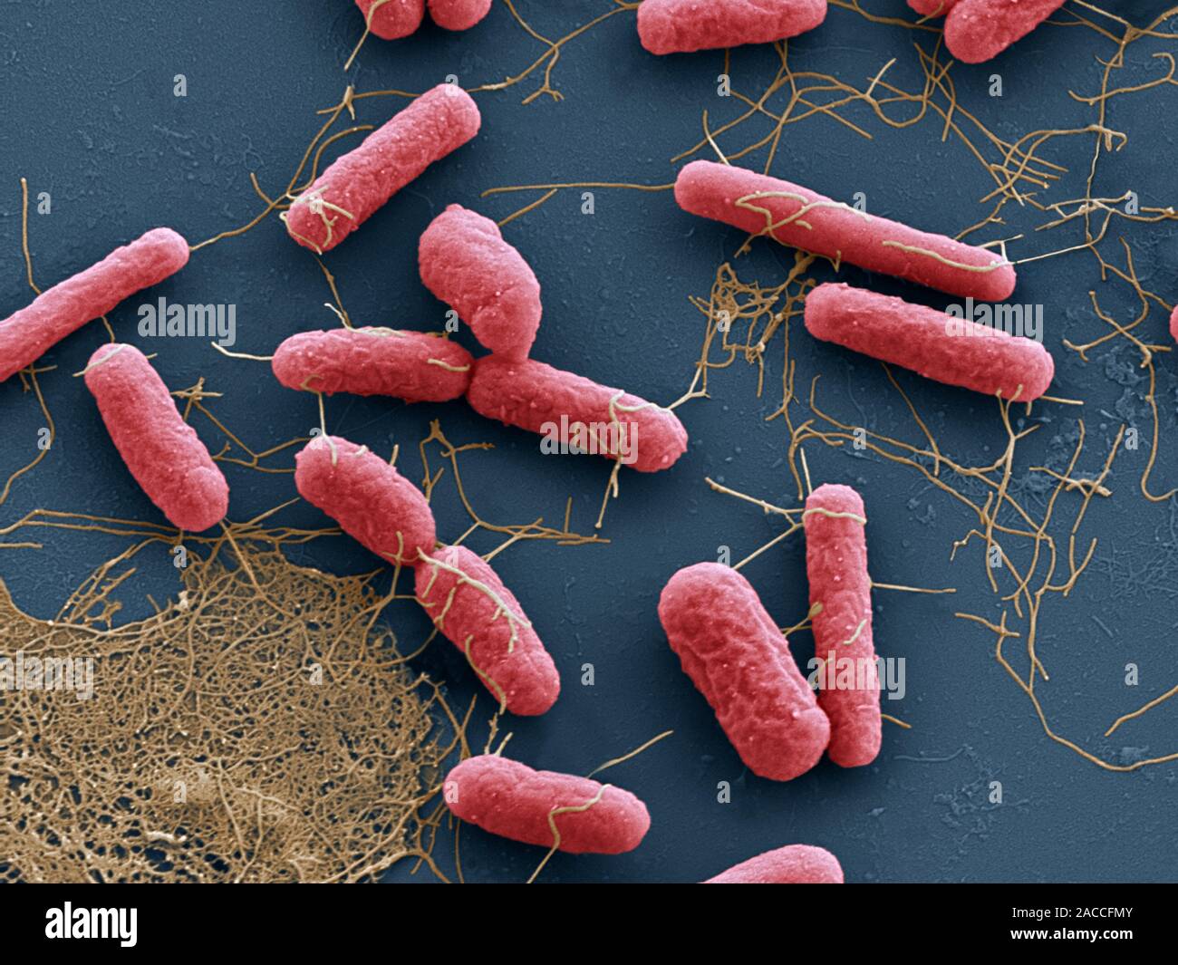 Escherichia coli bacteria, coloured scanning electron micrograph (SEM ...