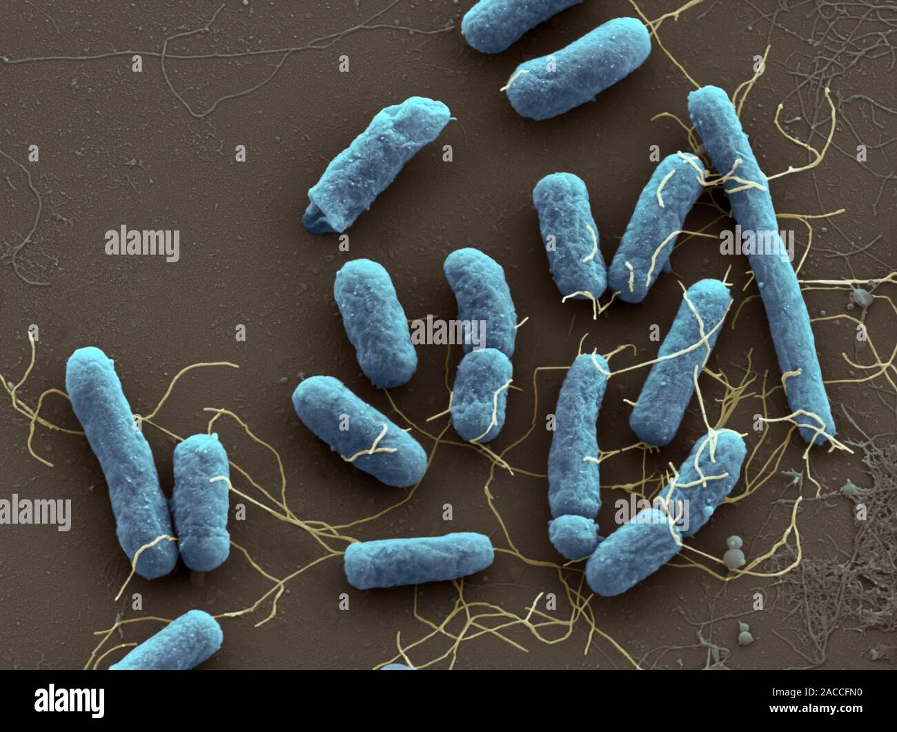 Escherichia coli bacteria, coloured scanning electron micrograph (SEM ...