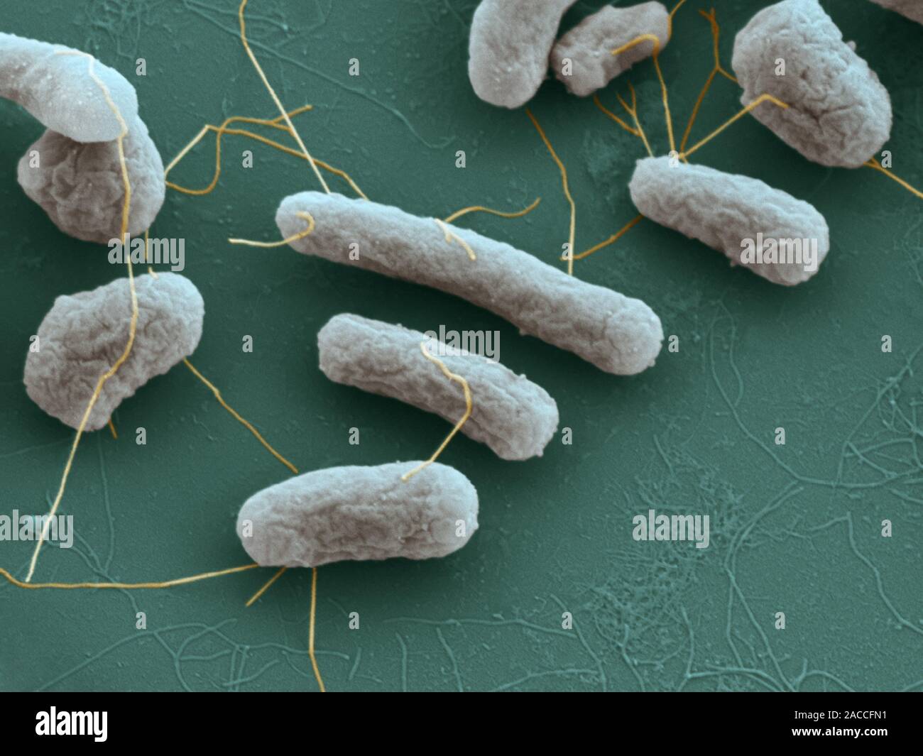 Escherichia coli bacteria, coloured scanning electron micrograph (SEM ...
