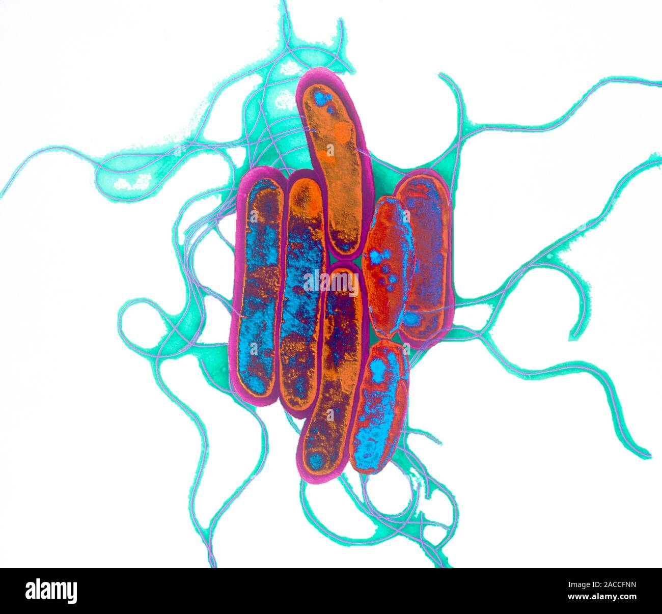 Legionella bacteria. Coloured transmission elec- tron micrograph (TEM ...