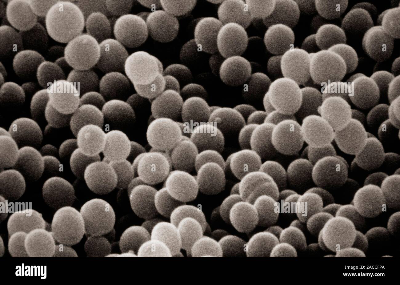 Scanning electron micrograph of the spherical bacteria, Staphylococcus ...