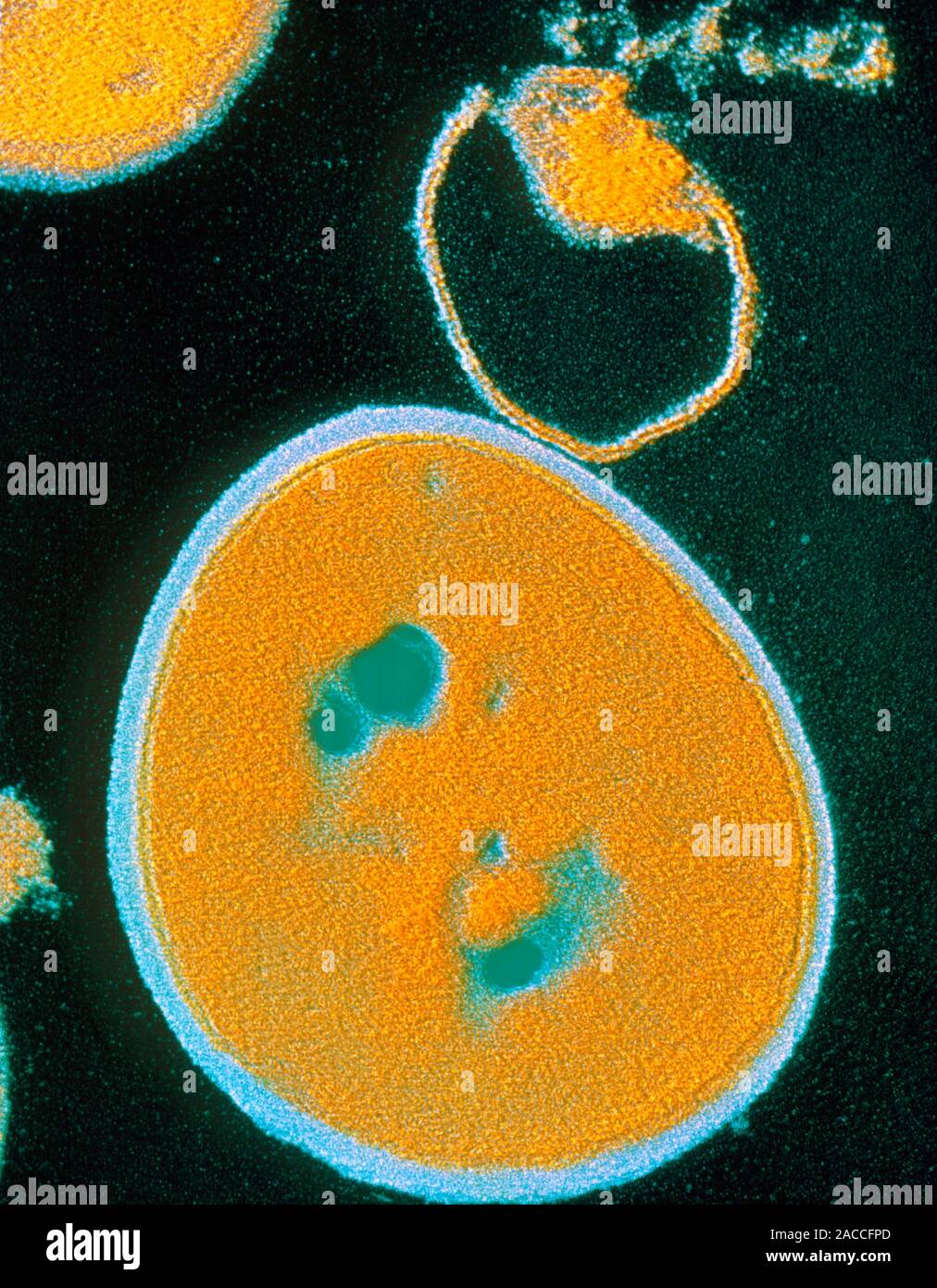 Coloured transmission electron micrograph (TEM) of bacteria ...