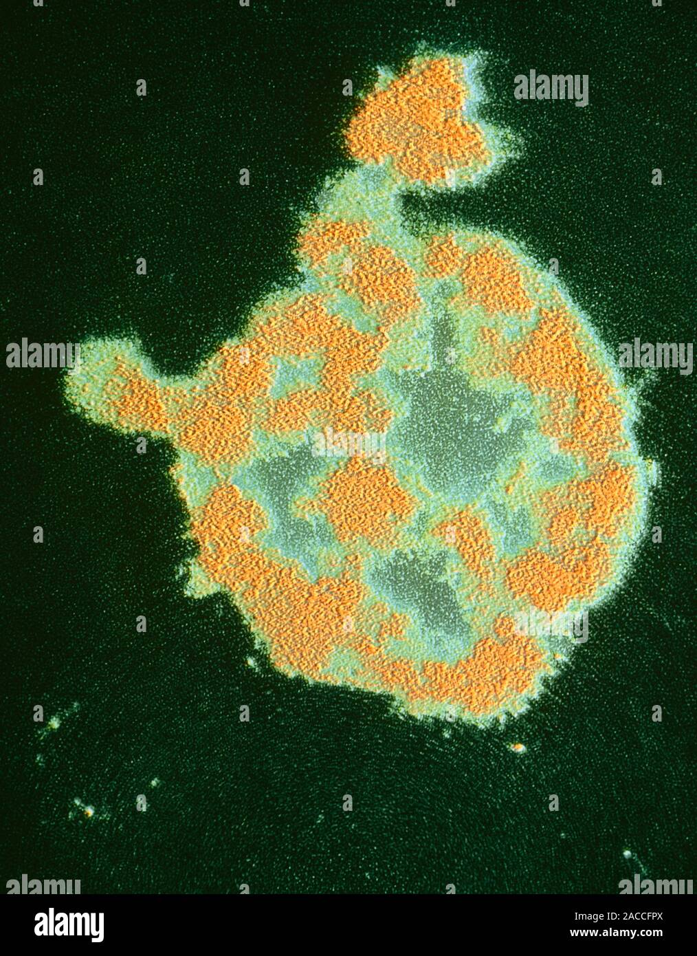 False-colour transmission electron micrograph (TEM) showing the lysis ...