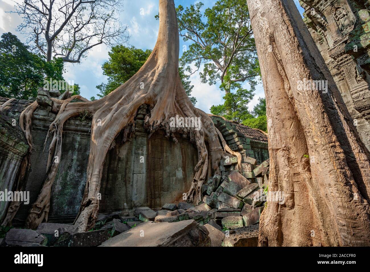 Tetrameles tree (Spung tree) growing in the ruins of the Khmer temple ...