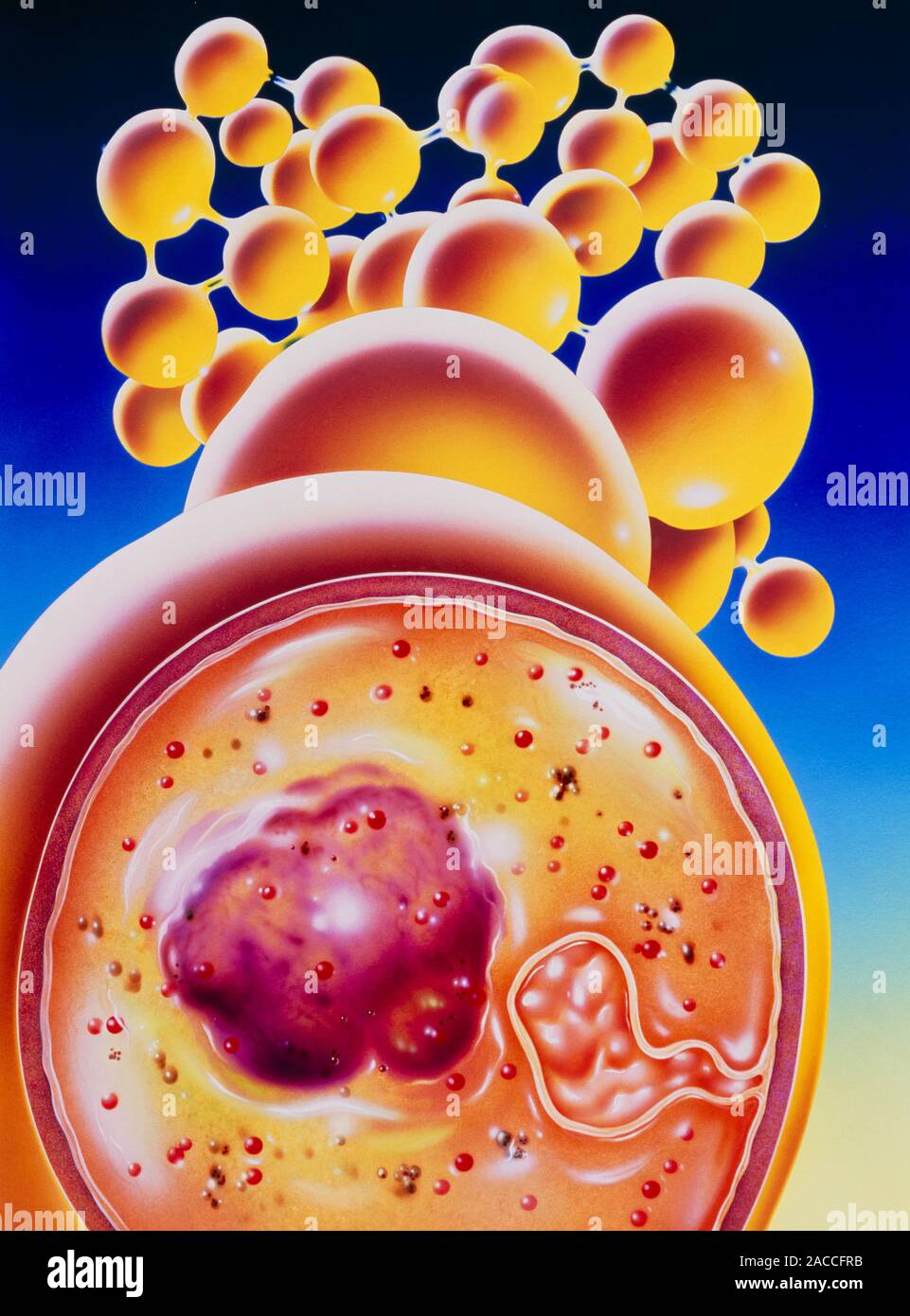 Bacteria colony. Illustration of a colony of Staphylococcus aureus, a ...
