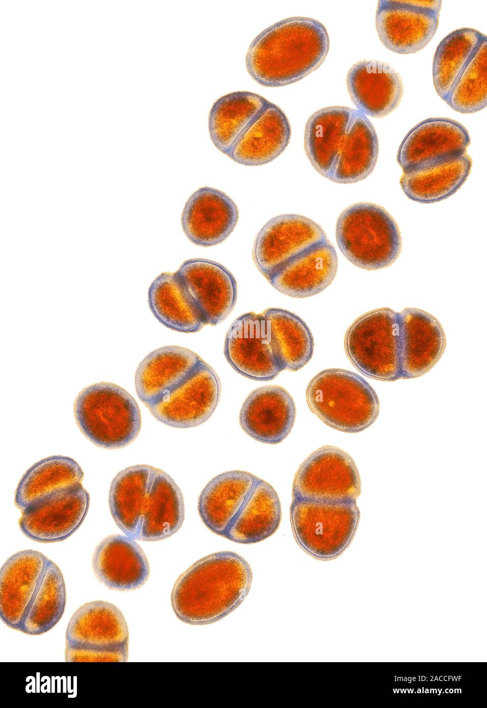Mrsa Bacteria Coloured Transmission Electron Micrograph Tem Of Methicillin Resistant