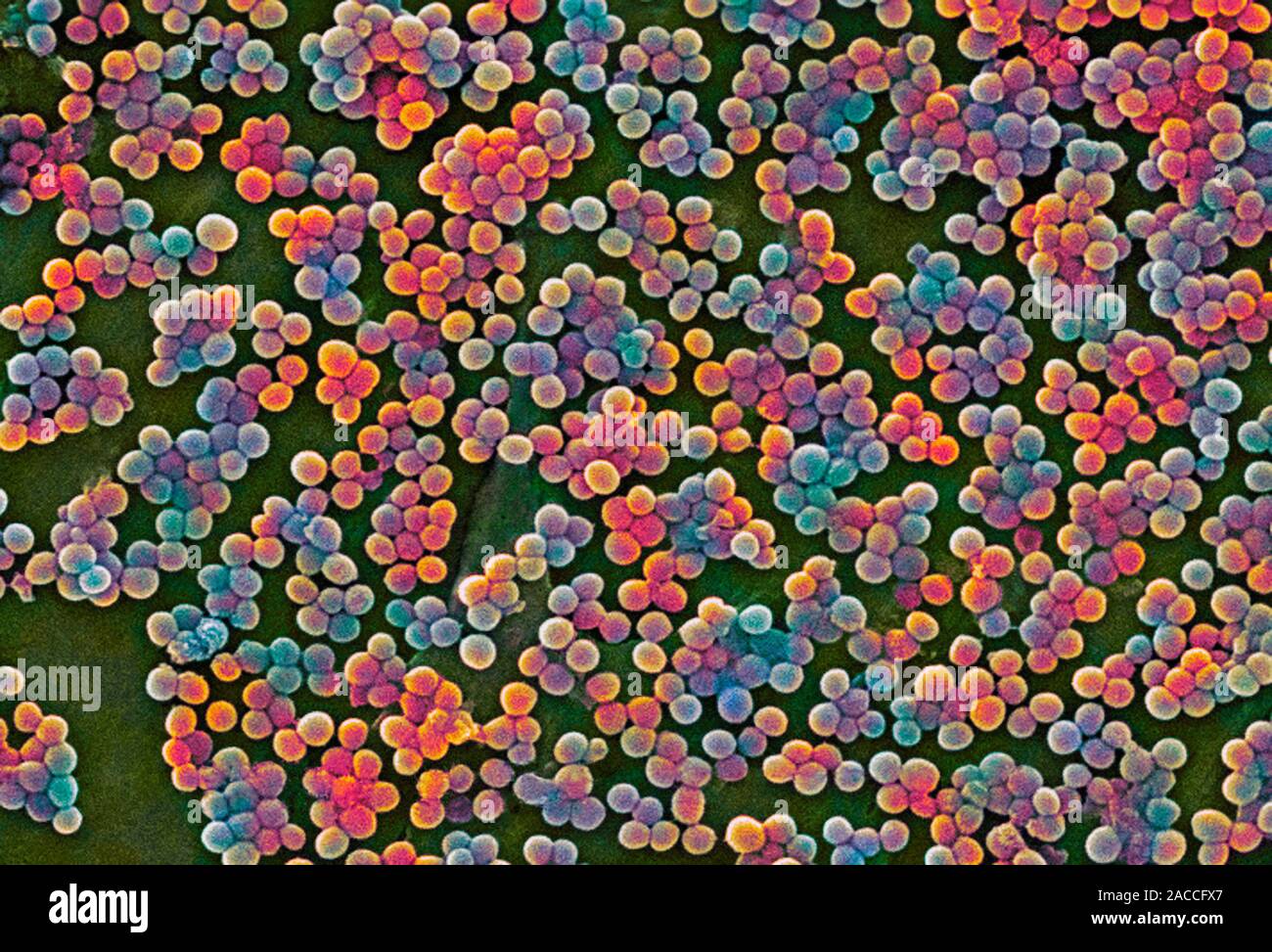 Mrsa Bacteria Coloured Scanning Electron Micrograph Sem Methicillin Resistant Staphylococcus