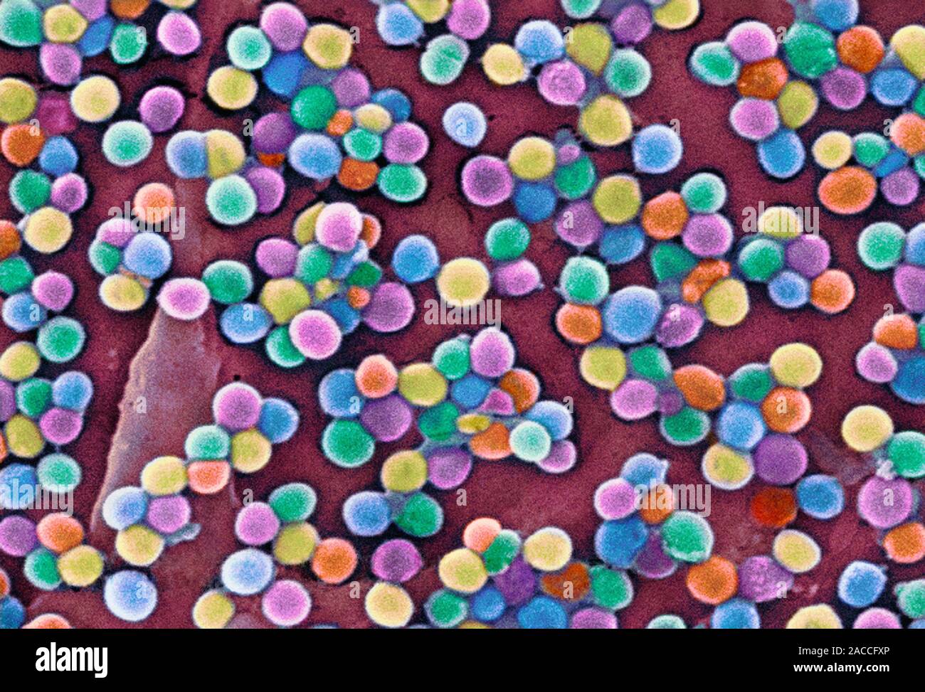 Mrsa Bacteria Coloured Scanning Electron Micrograph Sem Methicillin