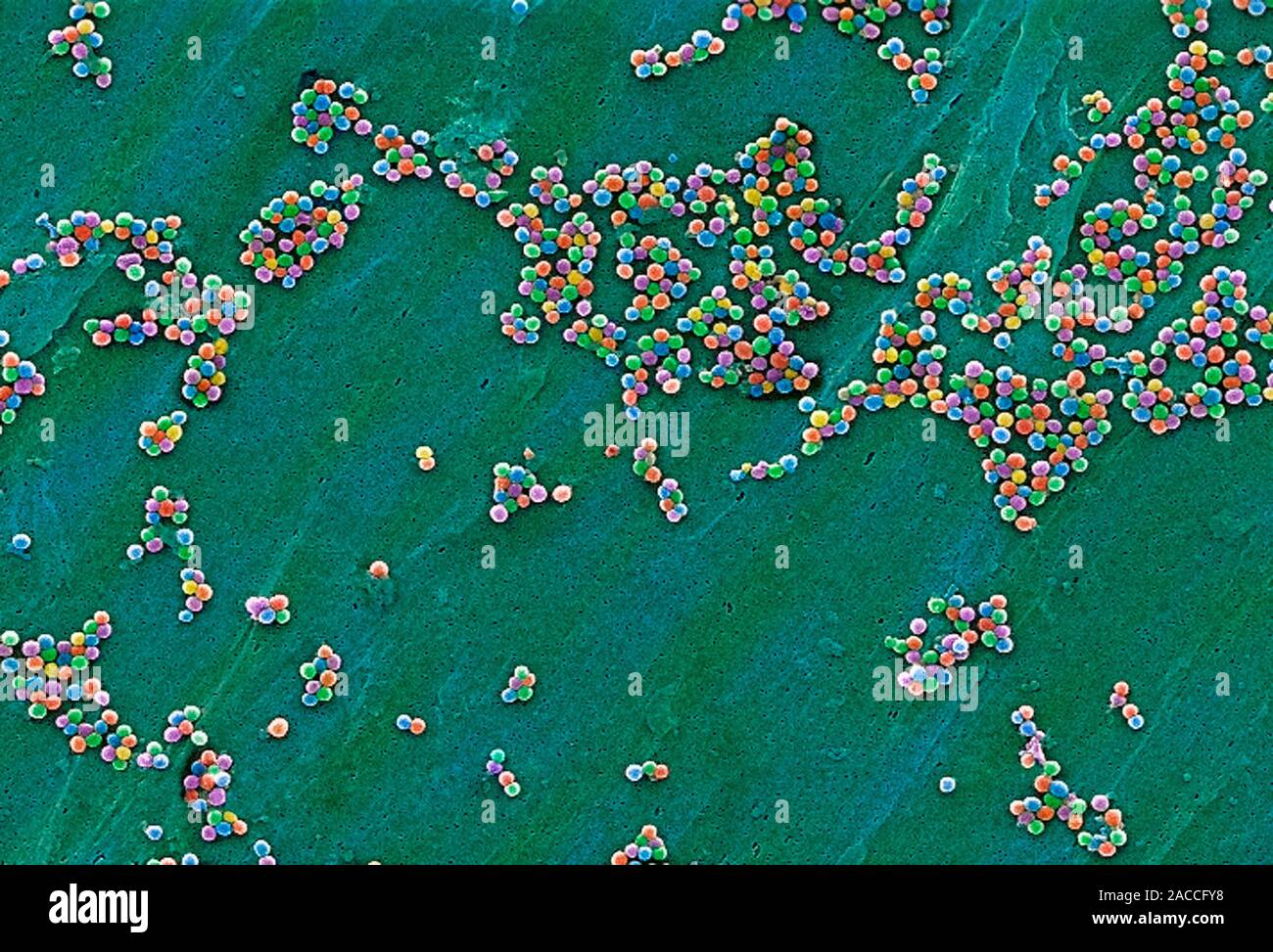 MRSA bacteria, coloured scanning electron micrograph (SEM). Methicillin-resistant Staphylococcus ...