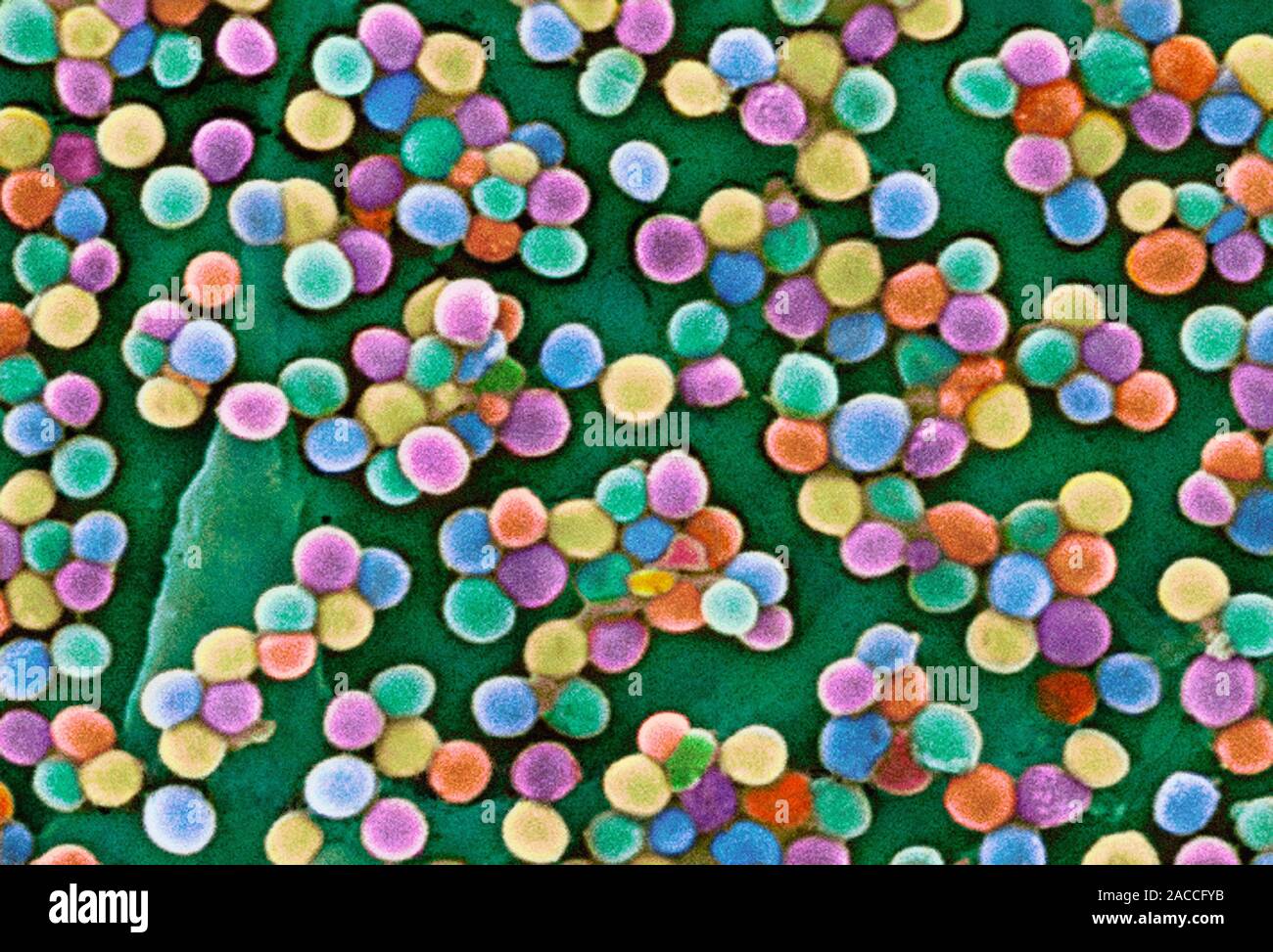 MRSA bacteria, coloured scanning electron micrograph (SEM). Methicillin ...