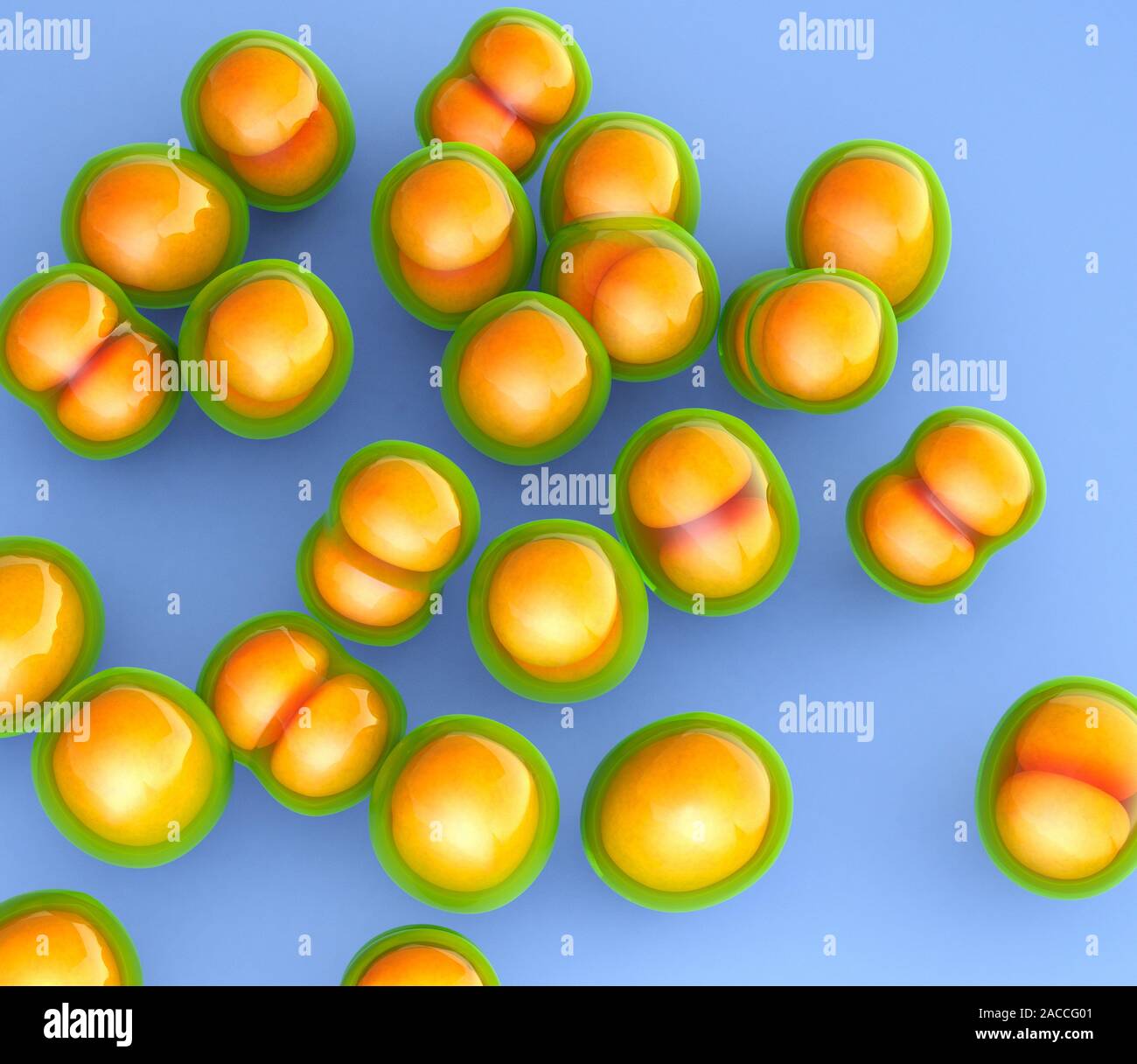MRSA bacteria, computer artwork. Some of the bacteria are dividing ...