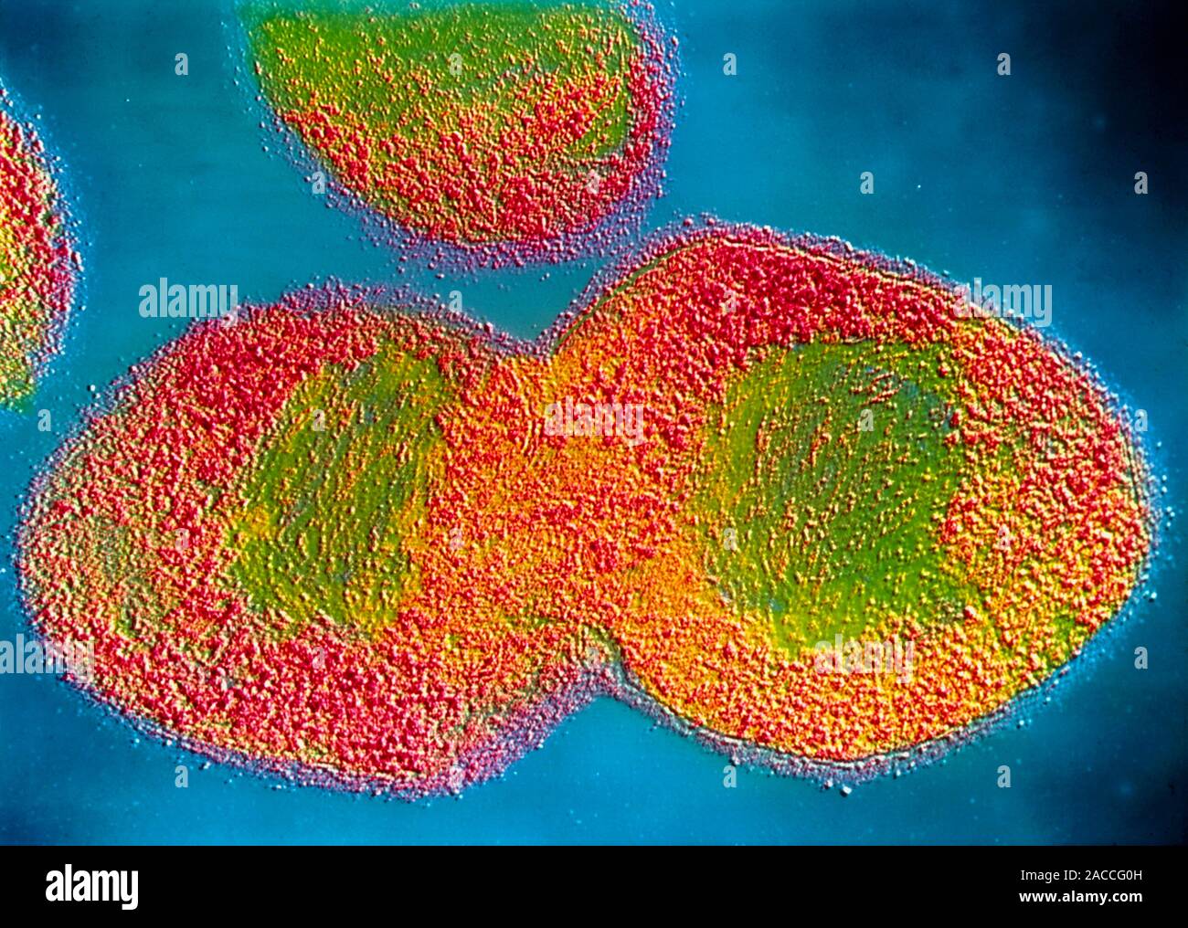 False Colour Transmission Electron Micrograph Tem Of Streptococcus Durans Showing A Bacterium