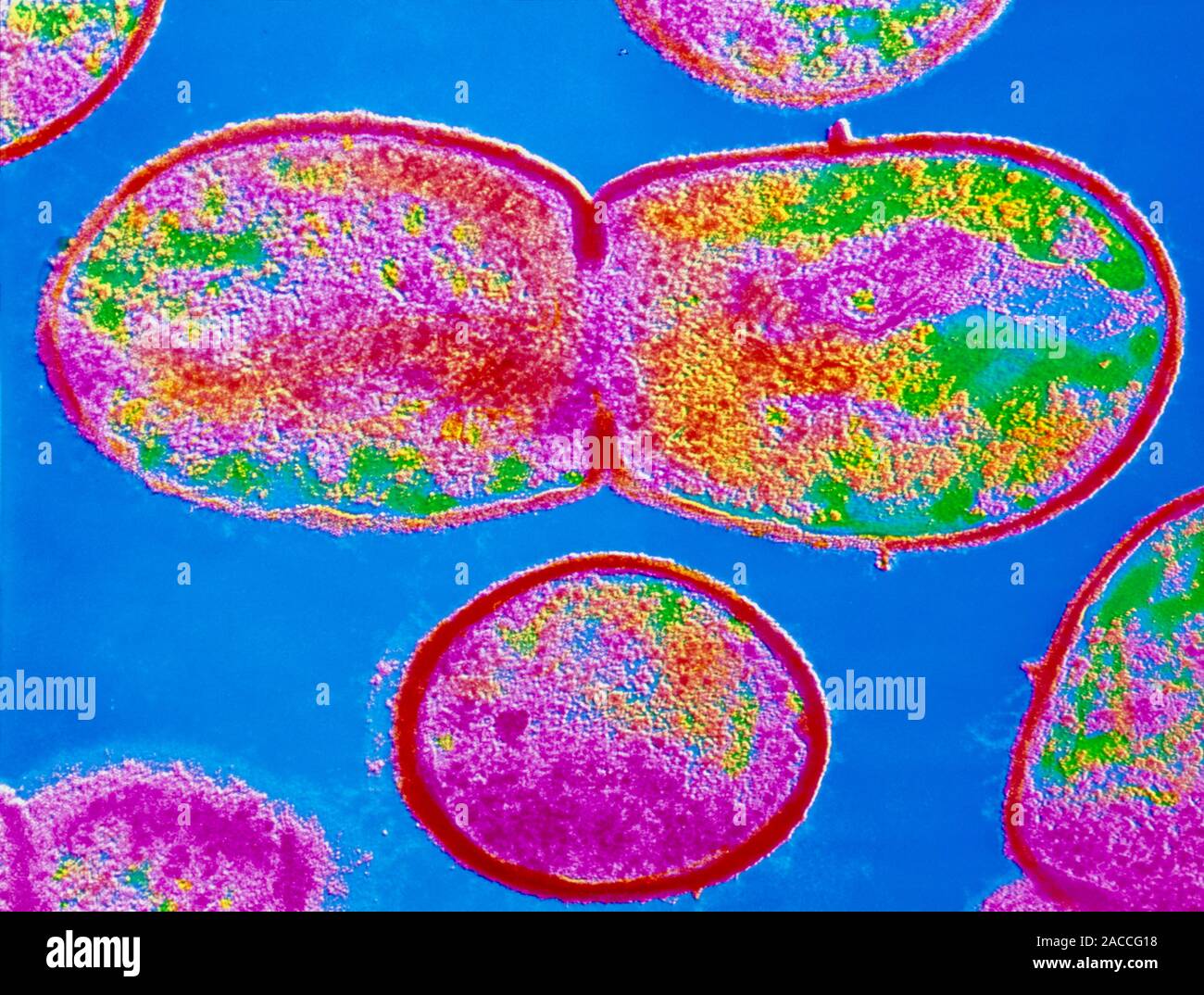 False Colour Transmission Electron Micrograph Tem Of The Gram Positive Bacterium Streptococcus