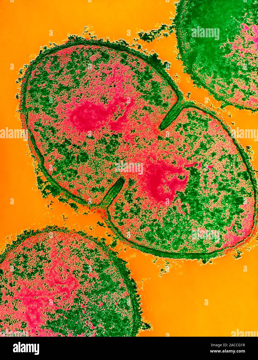 Resistant Streptococcus strain. Coloured transmission electron ...
