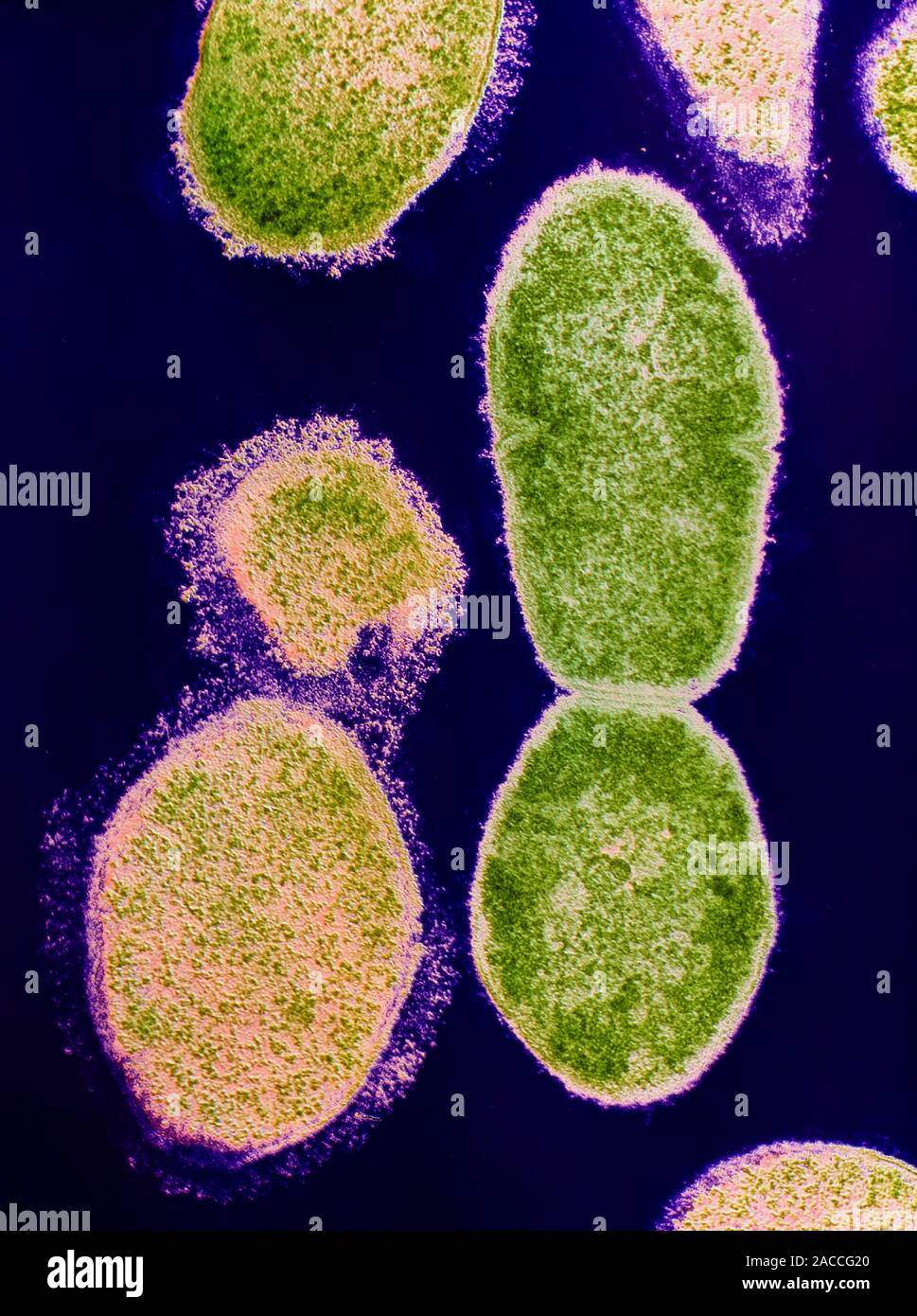 Streptococcus Pneumoniae Coloured Transmission Electron Micrograph Tem Of A Section Through