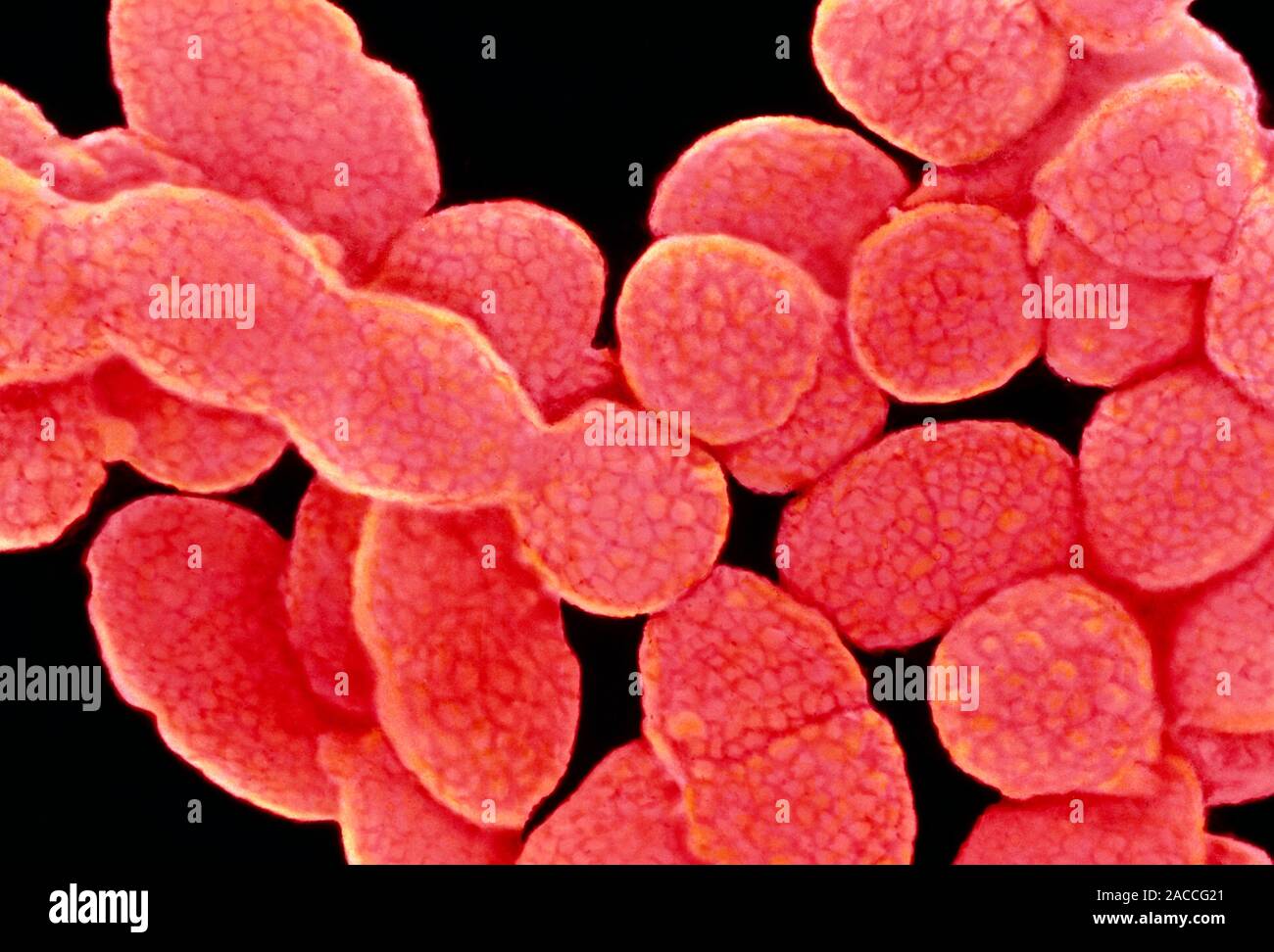 Resistant Streptococcus strain. Coloured Scanning Electron Micrograph ...