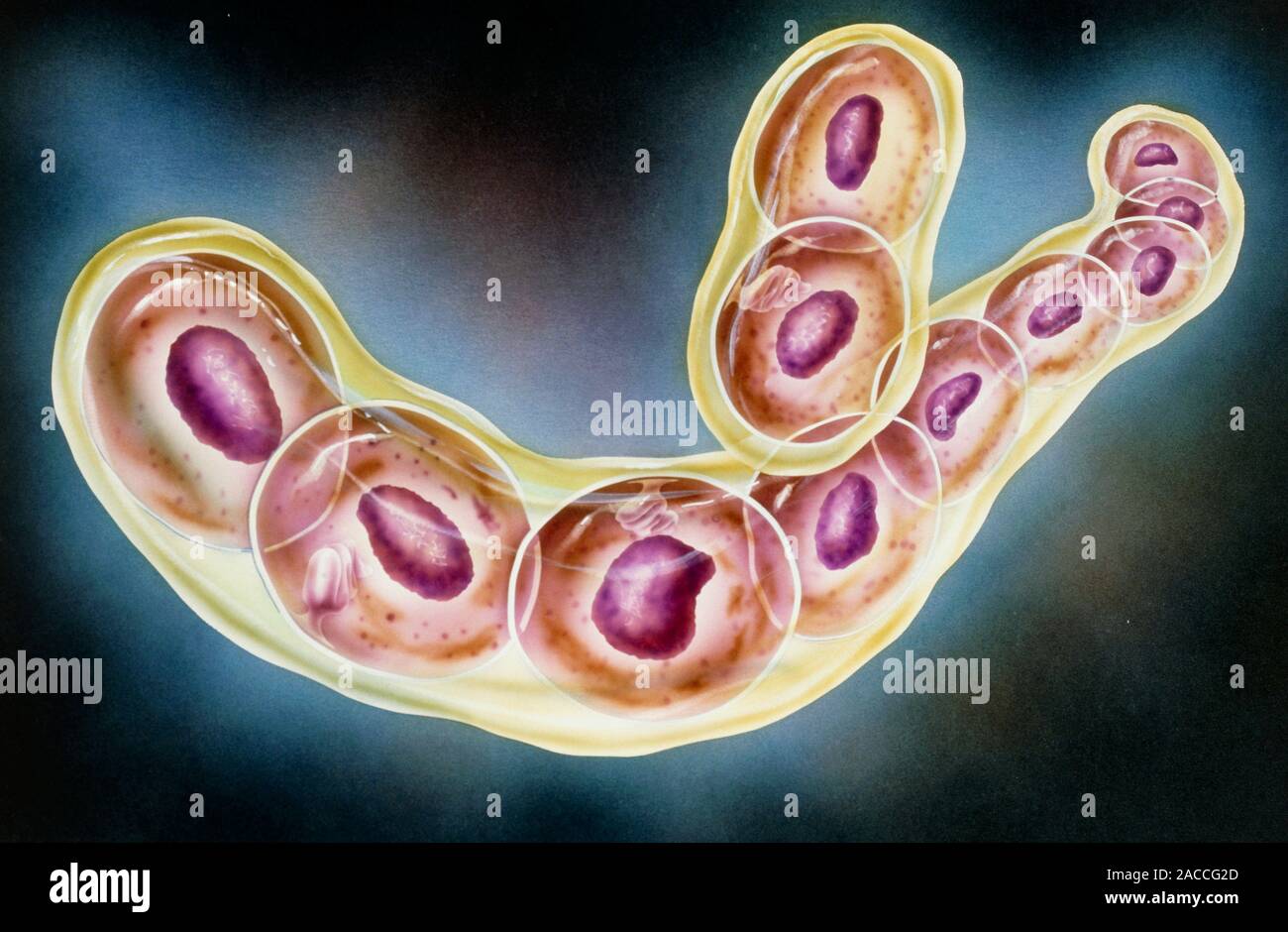 Streptococcus bacteria. Illustration of a chain of Streptococcus ...