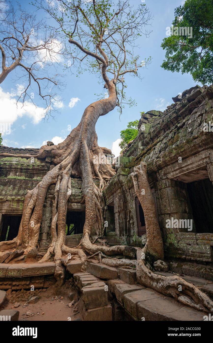 Tetrameles tree (Spung tree) growing in the ruins of the Khmer temple ...