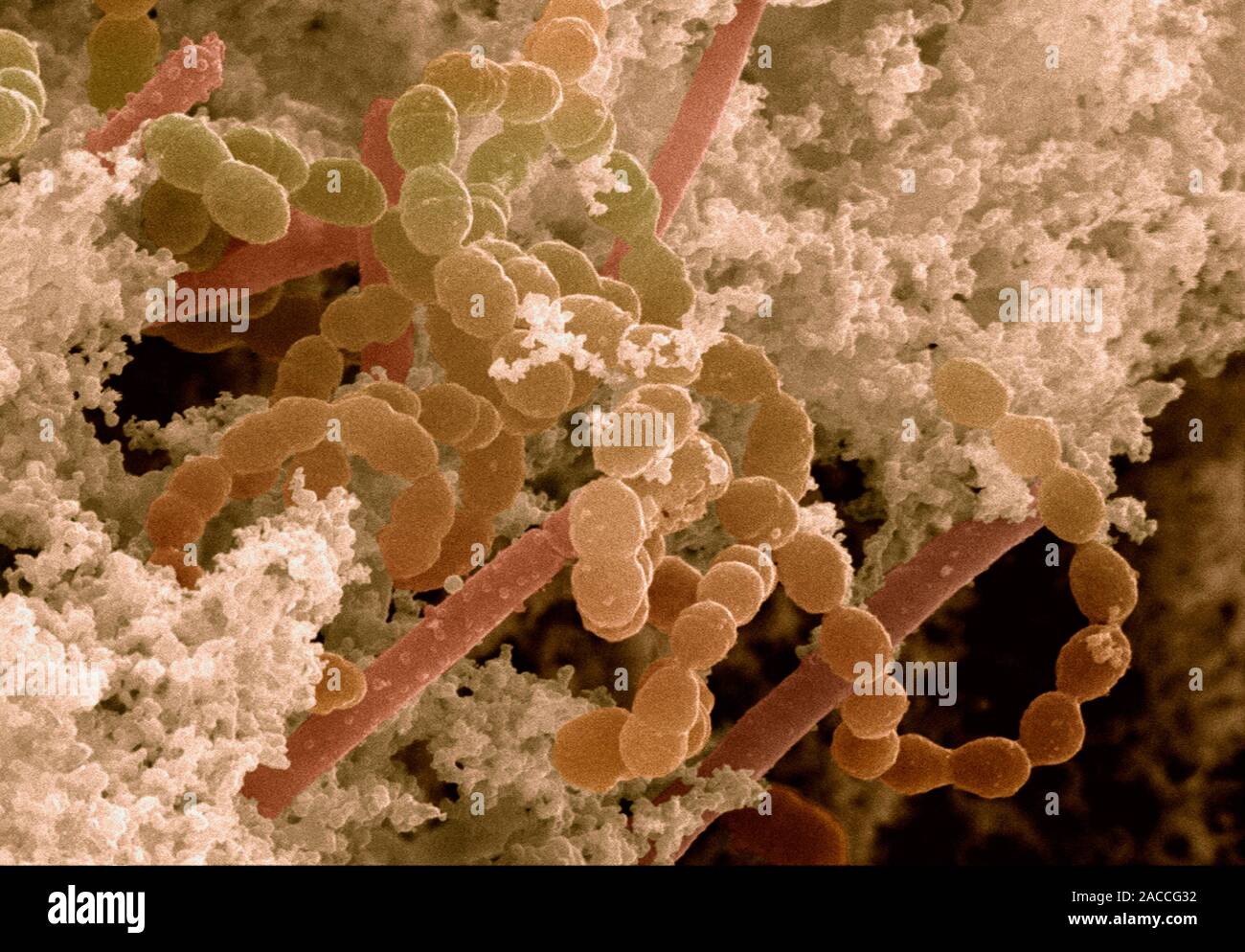 Yoghurt bacteria. Coloured scanning electron micrograph (SEM) of the ... Yoghurt bacteria. Coloured scanning electron micrograph (SEM) of the ...