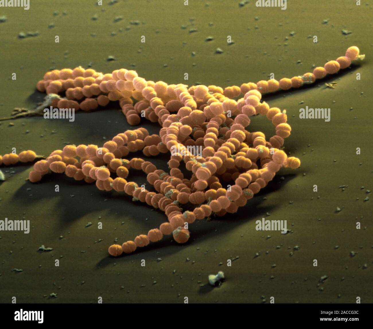 Streptococcus agalactiae bacteria. Coloured scanning electron ...
