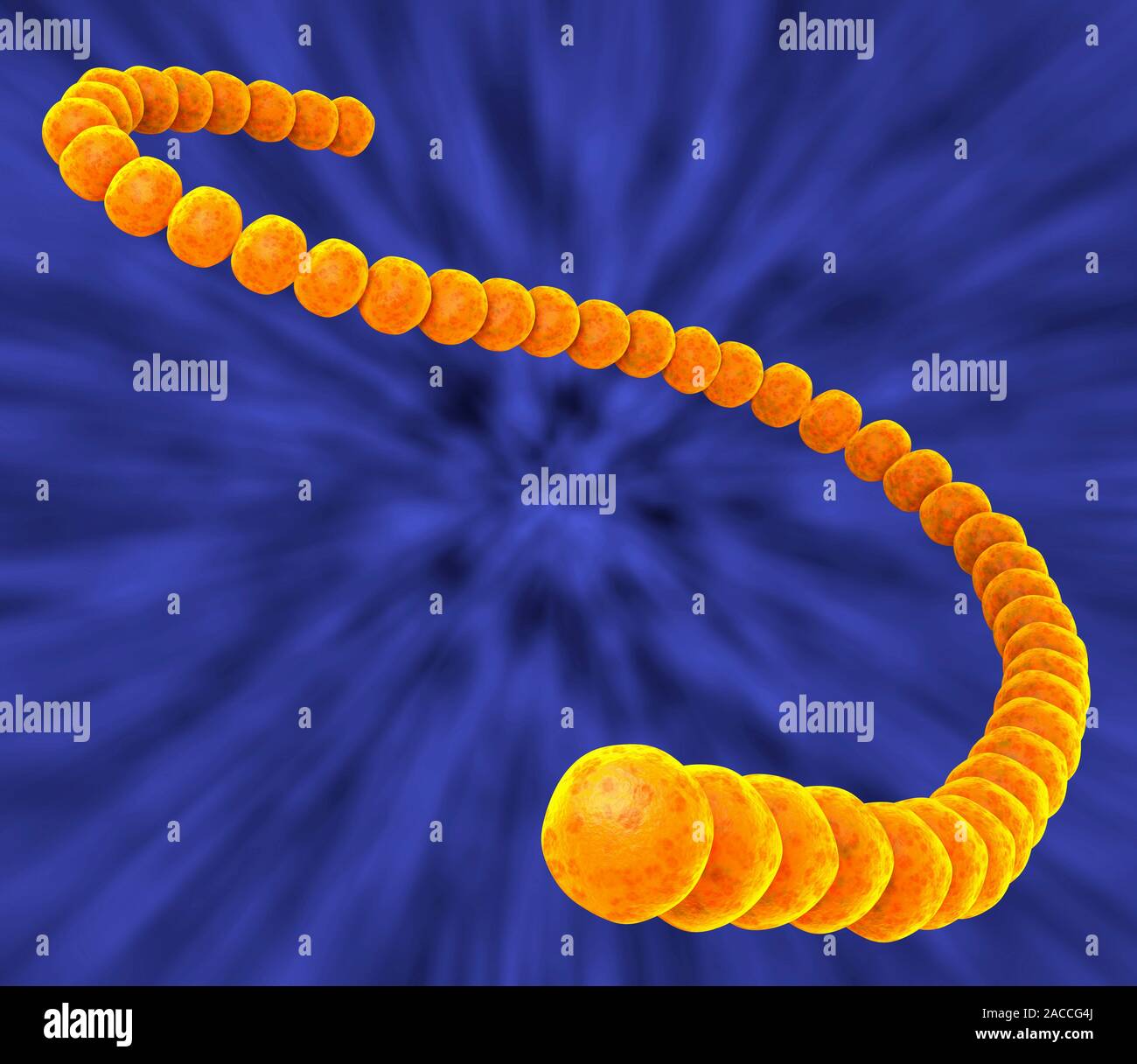 Streptococcus bacteria. Computer artwork of a chain of Streptococcus sp ...
