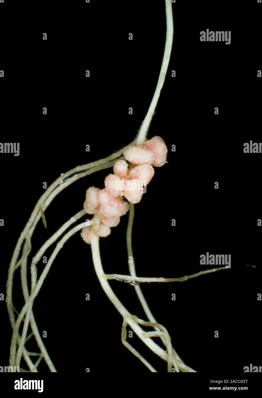 Rhizobium leguminosarum root nodules on the pea plant Pisum sativum ...