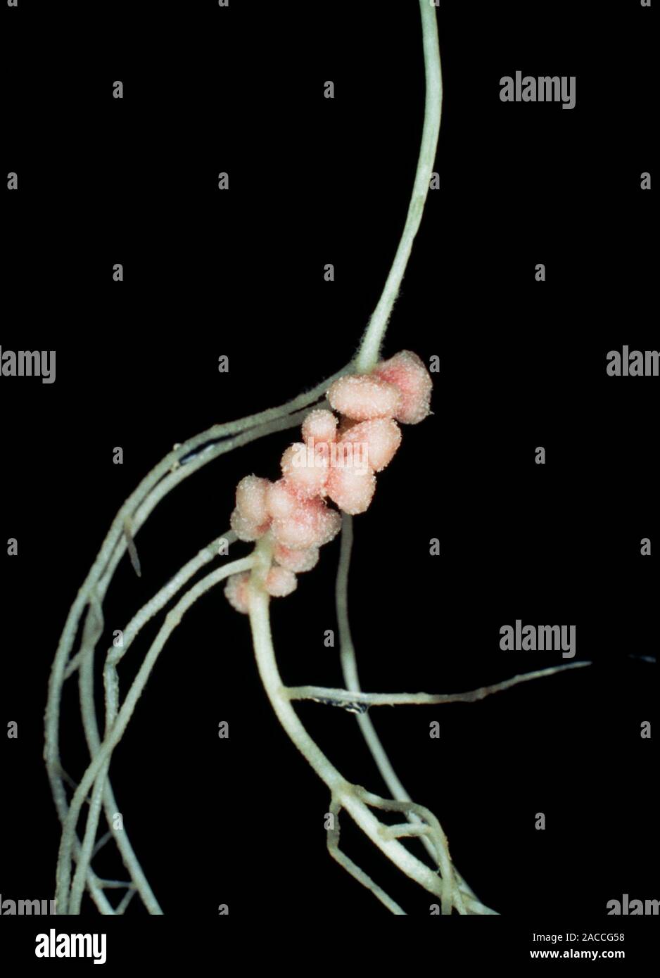 Rhizobium leguminosarum root nodules on the pea plant Pisum sativum ...