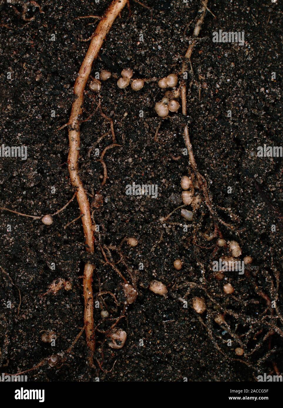 Nodules of Rhizobium leguminosarum, the nitrogen- fixing bacteria, on ...