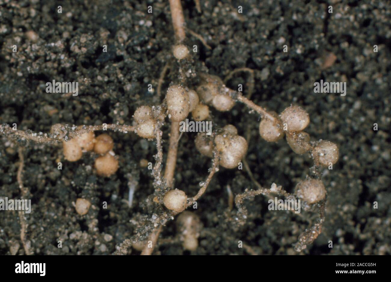 Nodules of Rhizobium leguminosarum, the nitrogen- fixing bacteria, on ...