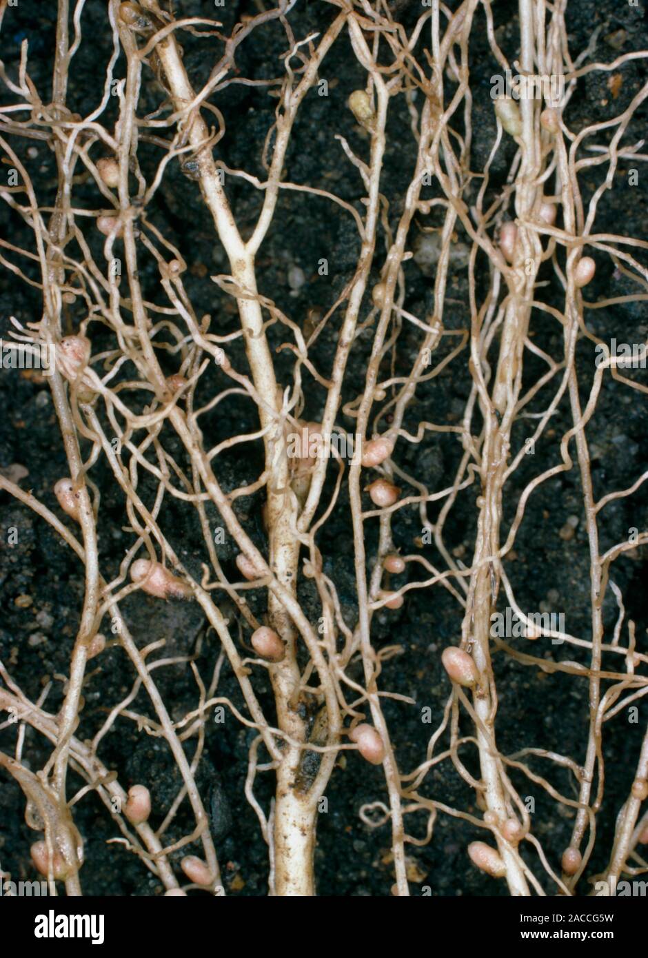Macrophotograph of root nodules on the roots of white clover, Trifolium ...