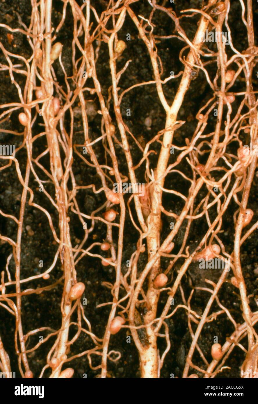 Macrophotograph of root nodules on the roots of white clover, Trifolium ...