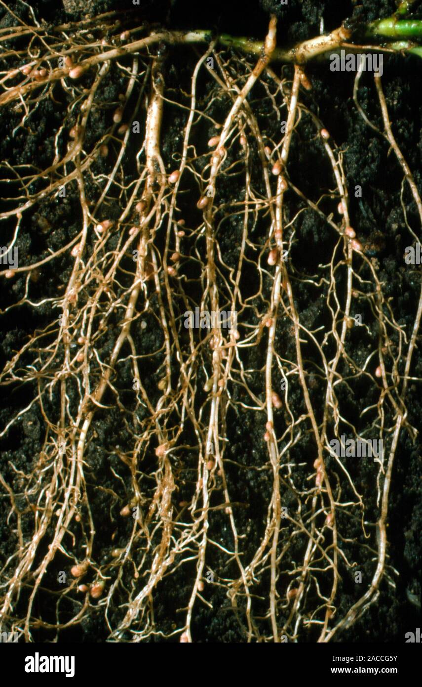 Macrophotograph of root nodules on the roots of white clover, Trifolium ...